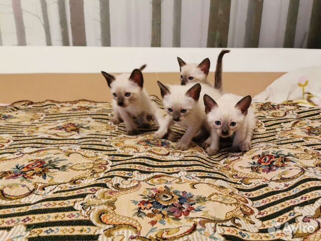 Сиамские (тайские) котята