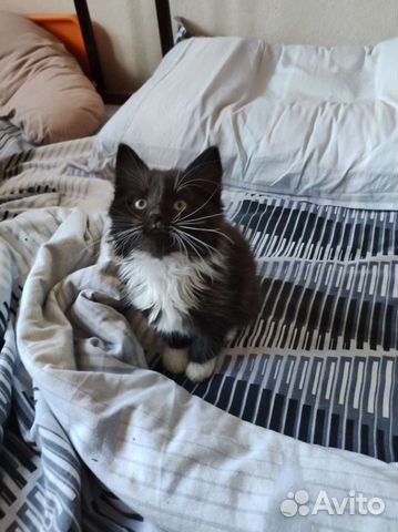 Котенок бесплатно