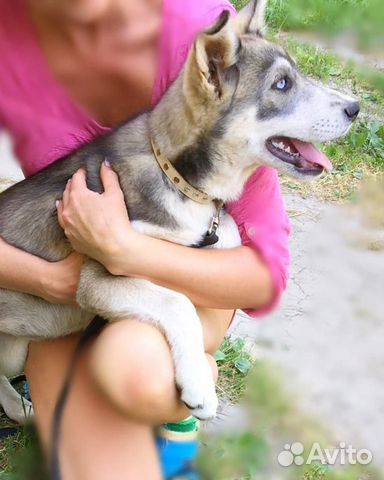 Щенок в добрые руки, 7 месяцев, девочка, голубогла