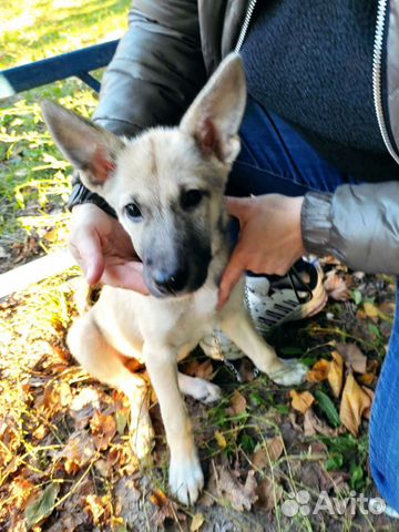 Отдам в добрые руки