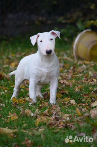 Продаются щенки белого бультерьера