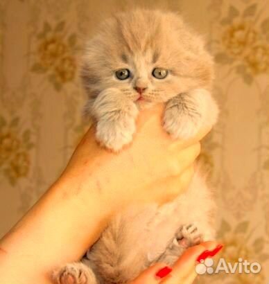 Лиловые и голубые мими-мишки