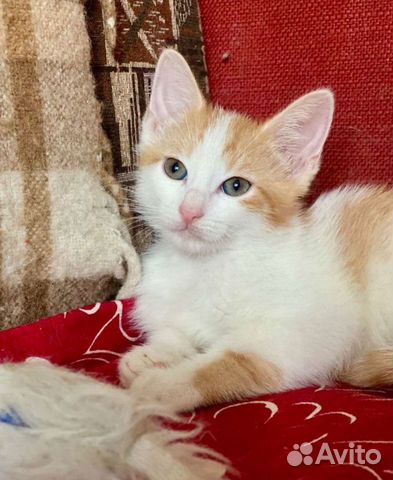 Котёнок Абрикос