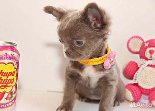 Лиловая пуговка