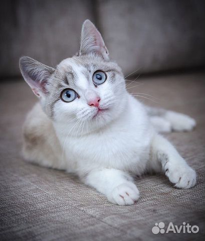 Маленькая кошечка Лиса (4 мес) ищет дом