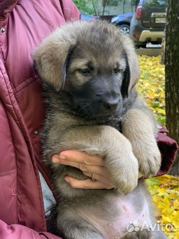 Крупный щенок Арчи, 1,5 мес. Вырастет с овчарку