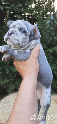 Лиловый мерле