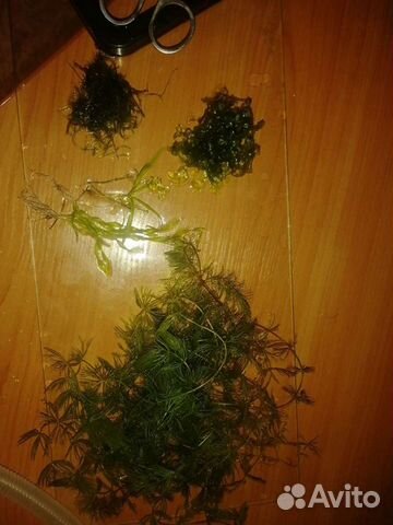 Аквариумные растения