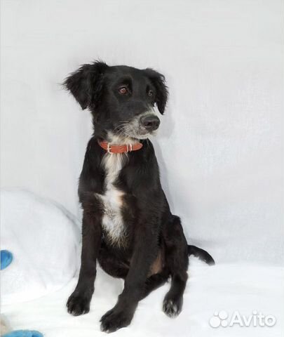 Подросток метис английского спаниеля в дар