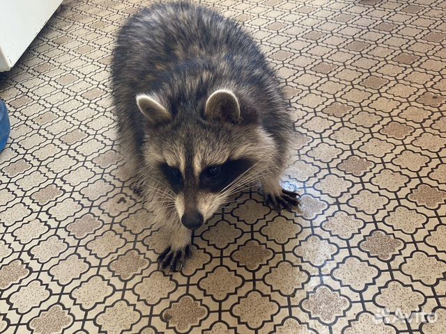 Продаю енота