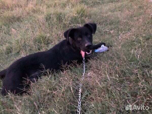 Лабрадор скрещённый с немецкой овчаркой