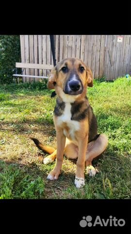 Метис русской гончей