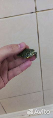 Черепашки красноухие