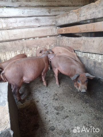 Хрячки Дюрок,Поросята