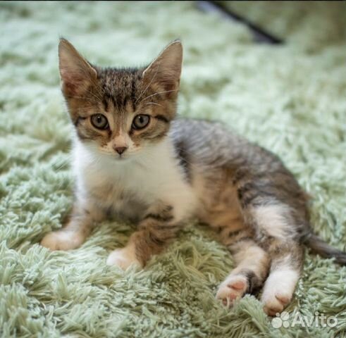 Забавный полосатик котенок Сёма 2 месяца в дар