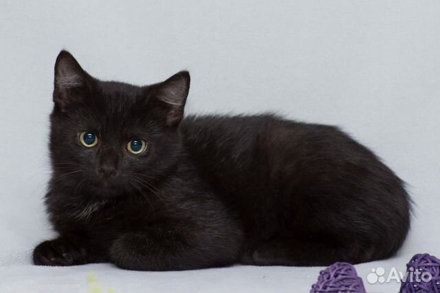 Красавчик Дарк ищет дом