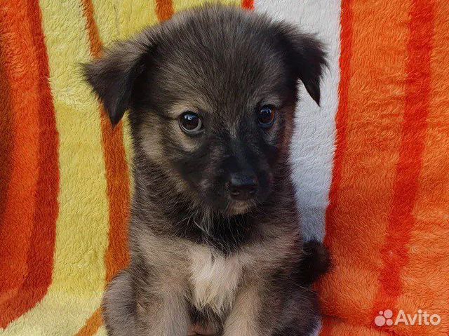 Клепа девочка ищет дом