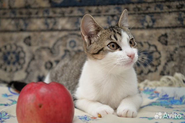 Ласковая малышка Фортуна котенок 3,5 мес