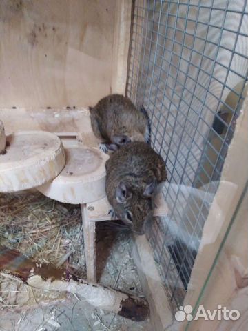 Белка дегу с клеткой