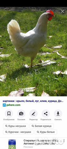 Продам годовалых кур