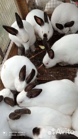 Калифорнийские кролики