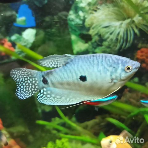 Рыба гурами голубой