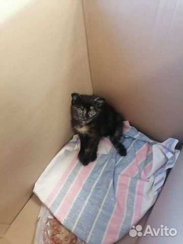 Черный котенок