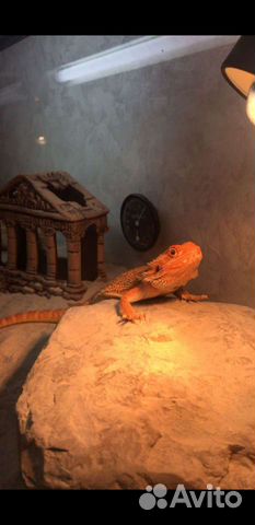 Бородатая агама