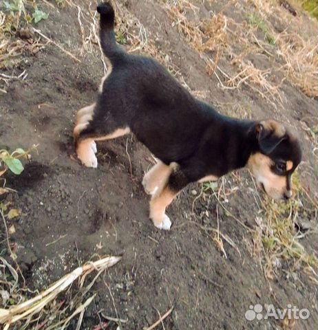 Щенок в добрые руки