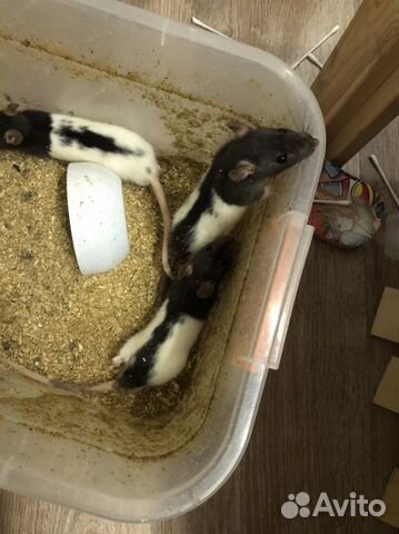 Крыса дамбо