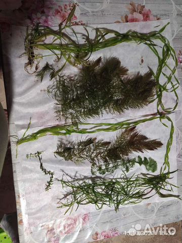 Аквариумные растения