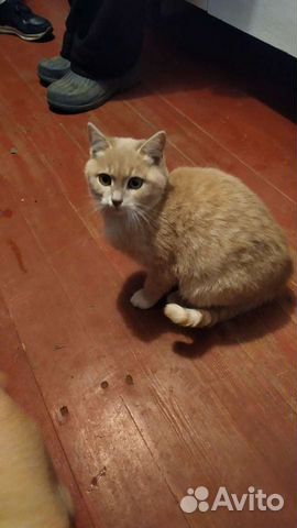 Кошка в дар