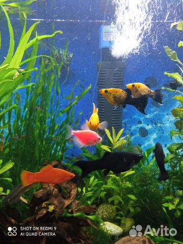 Аквариум хобби