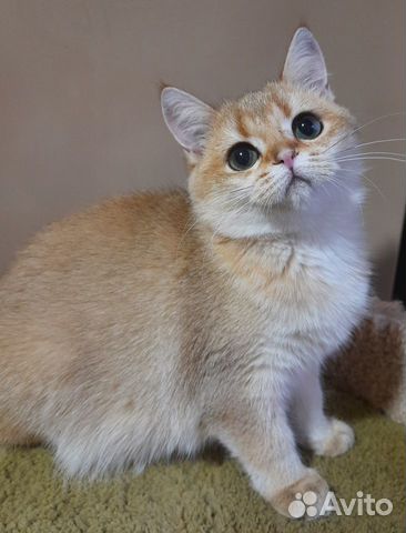 Британский золотой котик