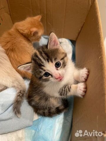 Котенок в добрые руки