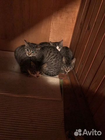 Кошка