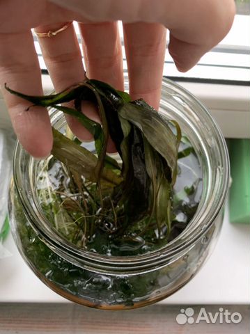 Аквариумные водоросли криптокорина