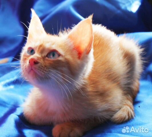 Котёнок мальчик голубоглазый от Священного Бирмы