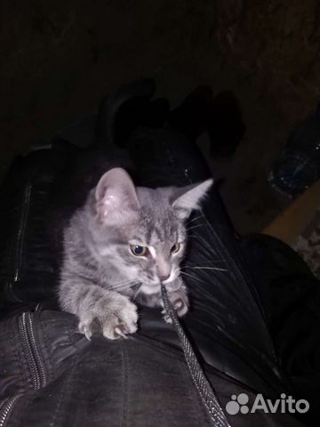 Кошка