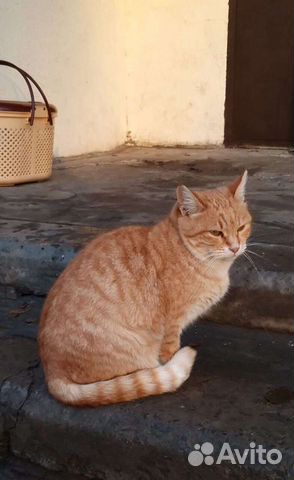 Кошка Лиса