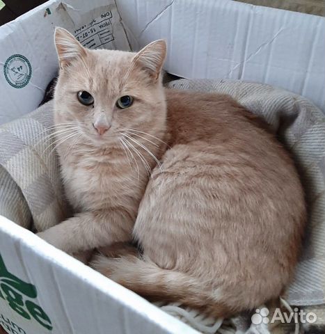 Котенок с оливковыми глазами в дар