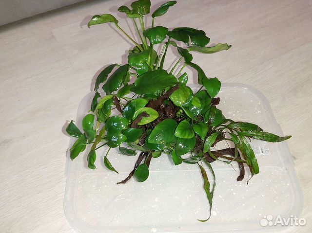 Растения для аквариума, анубиасы, на коробке и отд
