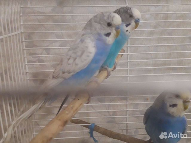 Волнистый попугай самец