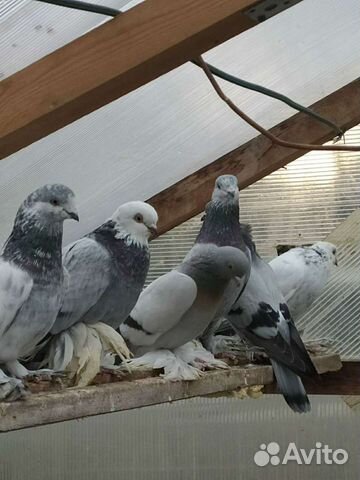 Голуби разных пород