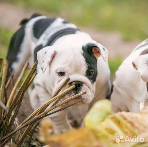 Наа-таа-лииииии