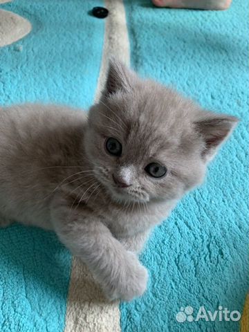 Шотландские котята
