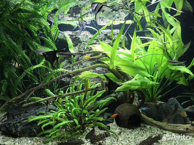 Аквариум 270 л