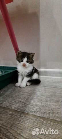 Котятки бесплатно