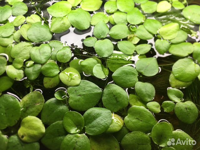 Аквариумное растение