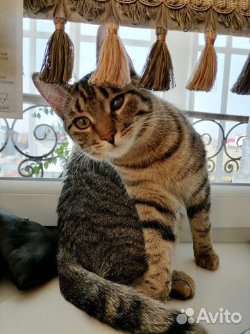 Котик подросток